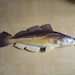 Silver Male Coho Salmon,oncorhynchus Kisutch,silver Salmon, 31-35 ...
