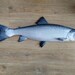 Barbel, Barbus Barbus, Common Barbel, 11-15 Inches 3D Wall Wooden Fish ...