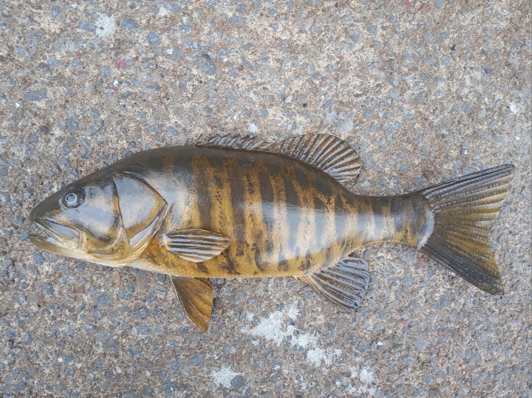 Smallmouth Bass, Micropterus Dolomieu, 16-20 Inches 3D Wall Wooden Fish ...