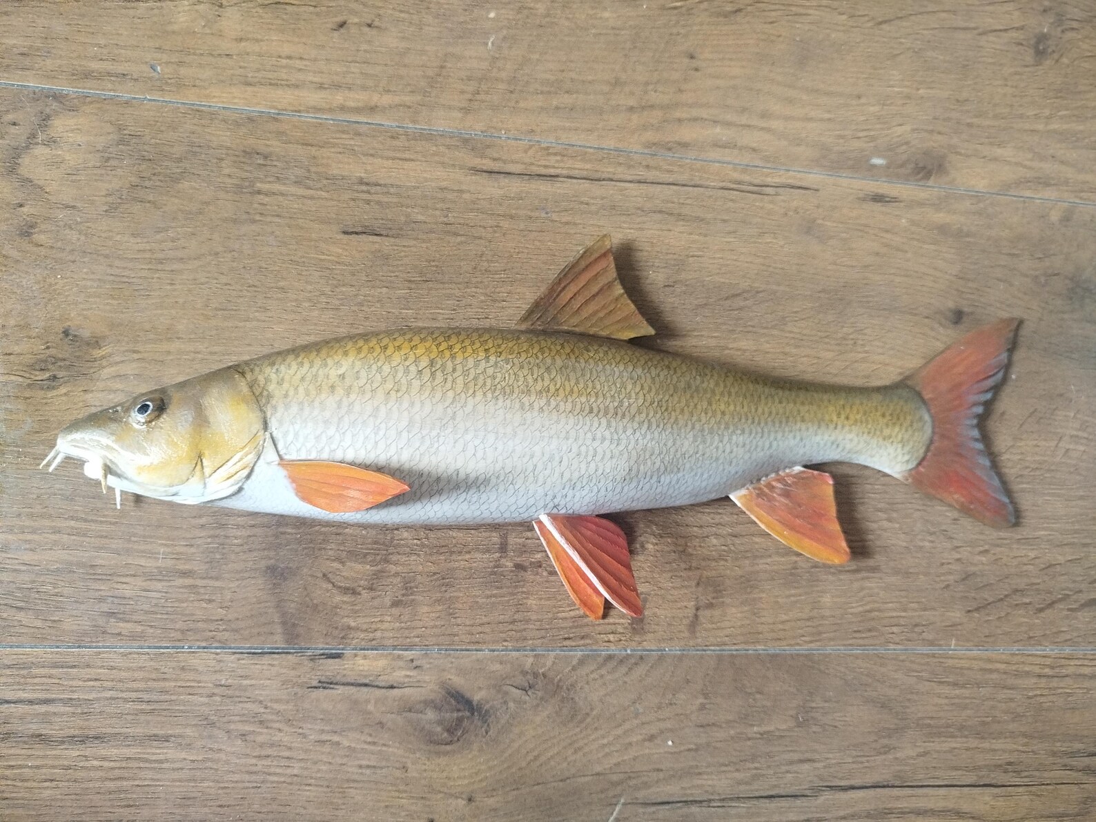 Barbel, Barbus Barbus, Common Barbel, 11-15 Inches 3D Wall Wooden Fish ...