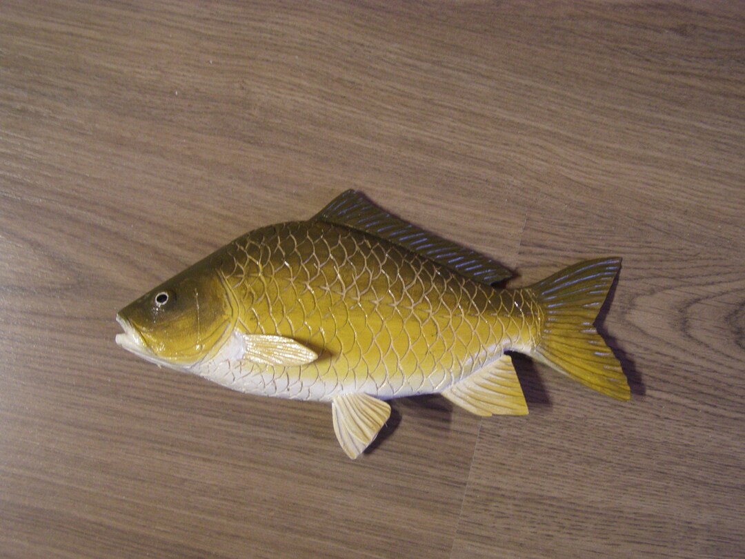 Scaled Carp, Common Carp, Cyprinus Carpio, 11-15 Inches 3D Wooden Fish ...