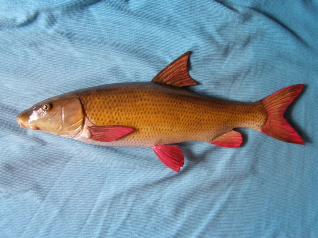 Barbel, Barbus Barbus, Common Barbel, 11-15 Inches 3D Wall Wooden Fish ...