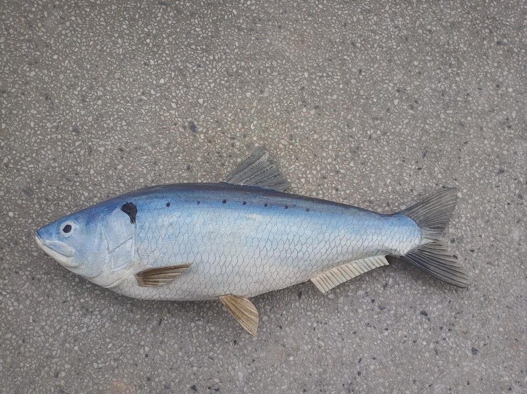 Alosa Alosa, Allis Shad, Grande Alosa, 11-15 Inches 3D Wall Wooden Fish ...