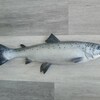 Megalops Atlanticus, Tarpon, Silverfish, 36-40 Inches 3D Wall Wooden ...