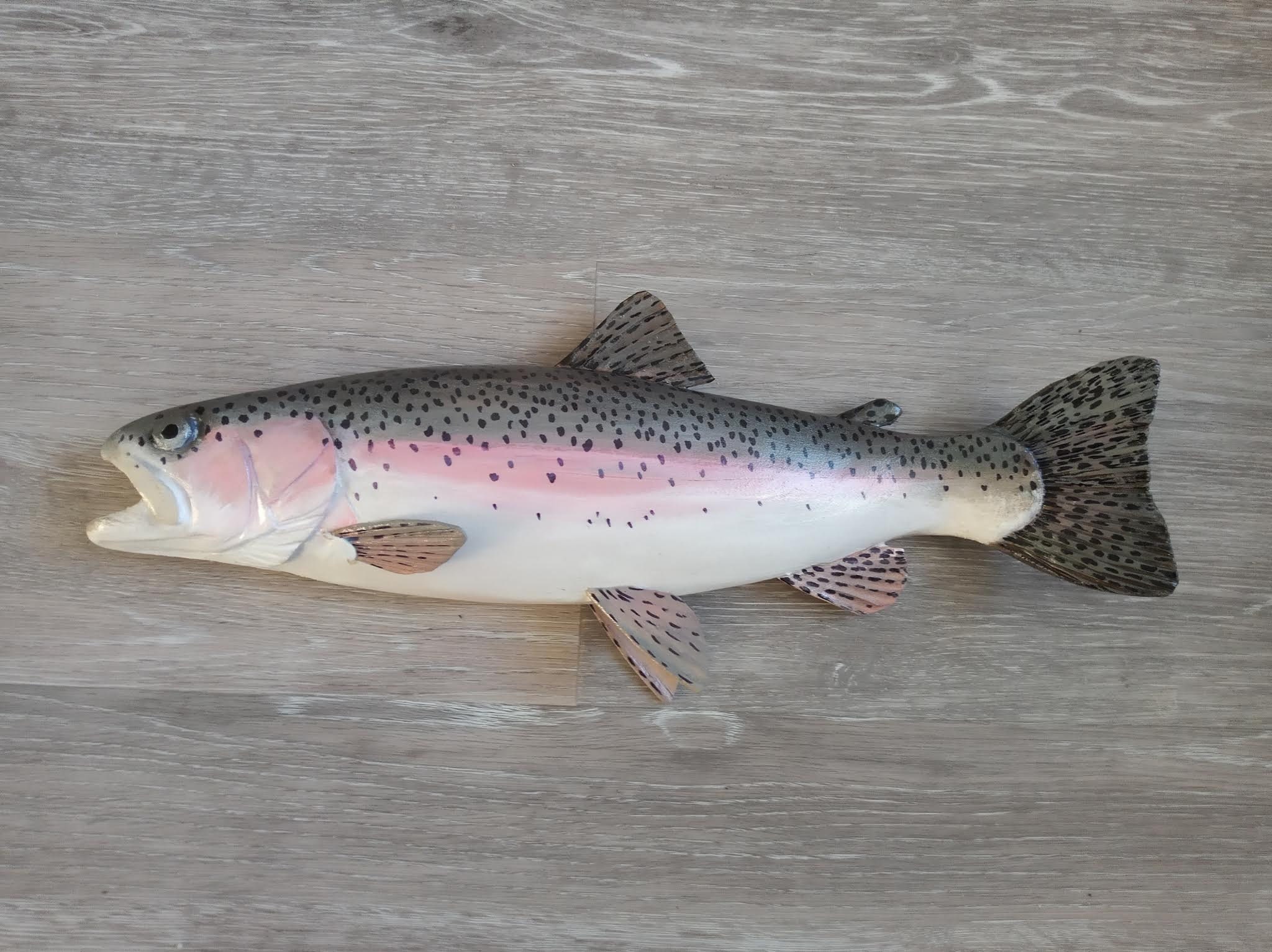 Rainbow Trout, Oncorhynchus Mykiss, Steelhead, 5-10 Inches 3D Wall ...