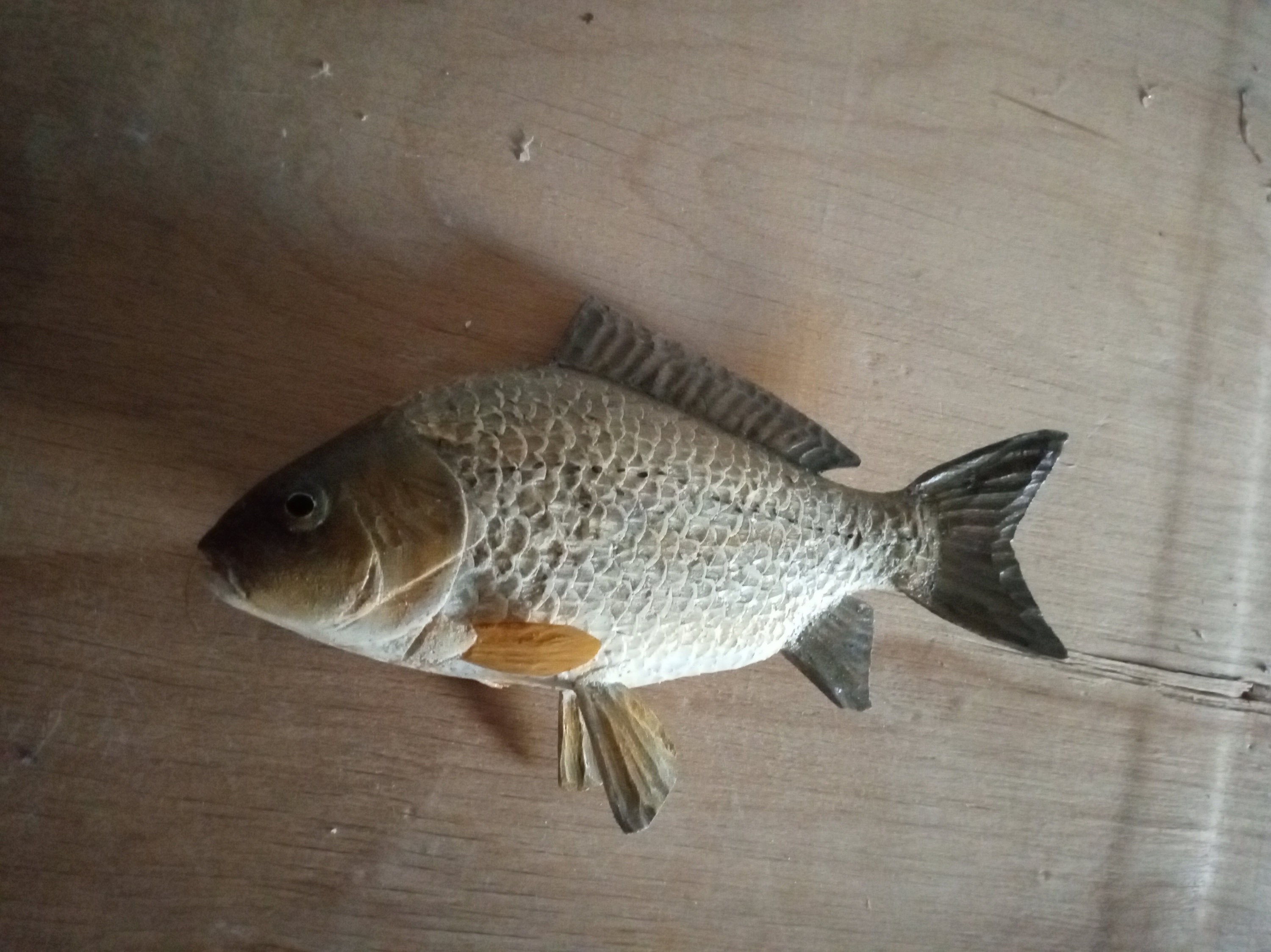 Carassin Argente, Carassius Auratus Gibelio, 5-10 Inches 3D Wooden Fish ...
