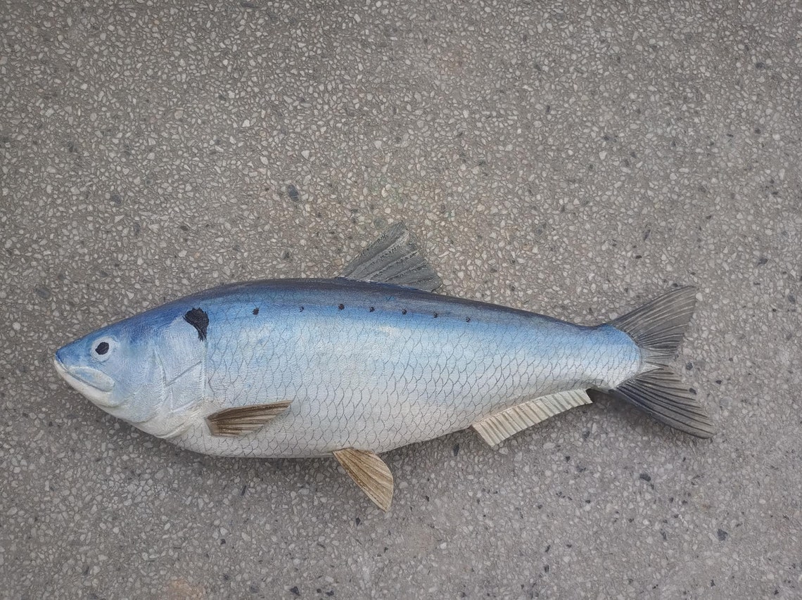 Alosa Alosa, Allis Shad, Grande Alosa, 11-15 Inches 3D Wooden Fish ...