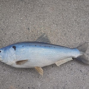 Alosa Alosa, Allis Shad, Grande Alosa, 11-15 Inches 3D Wooden Fish ...