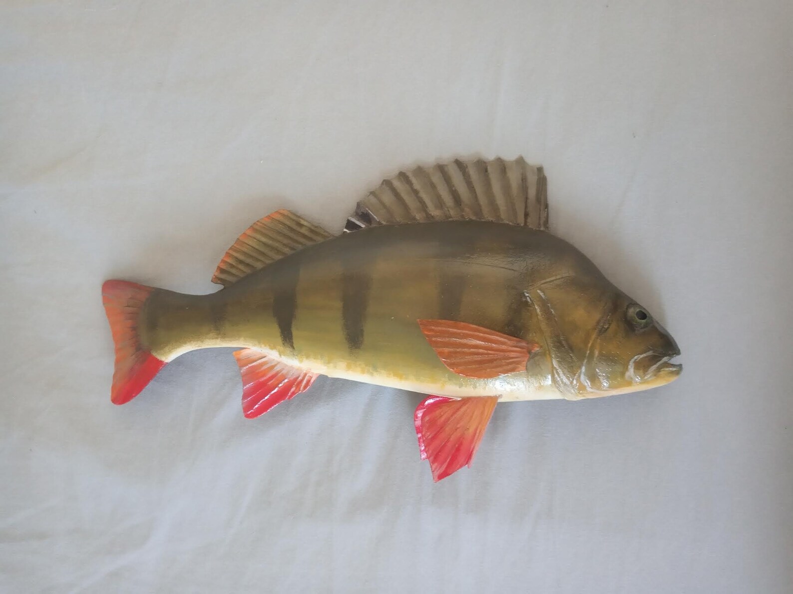 European Perch, Perca Fluviatilis, Common Perch, Redfin Perch,16-20 ...