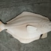 Halibut Fish Blank, 16-20 Inches 3D Wall Mounted Fish Blank, One Side ...