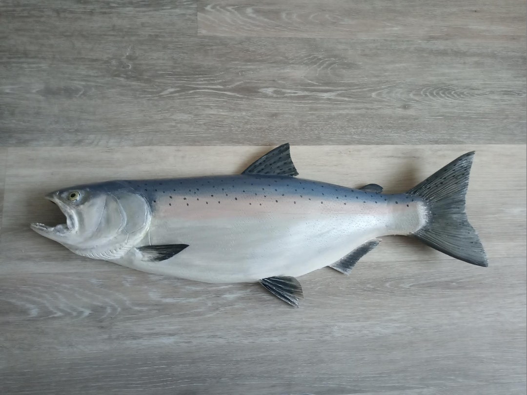 Silver Female Coho Salmon, Oncorhynchus Kisutch, Silver Salmon, 21-25 ...