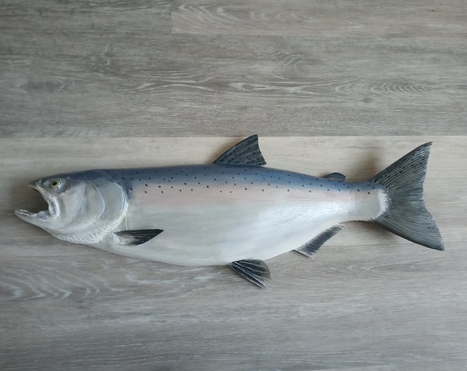 Silver Female Coho Salmon, Oncorhynchus Kisutch, Silver Salmon, 21-25 ...