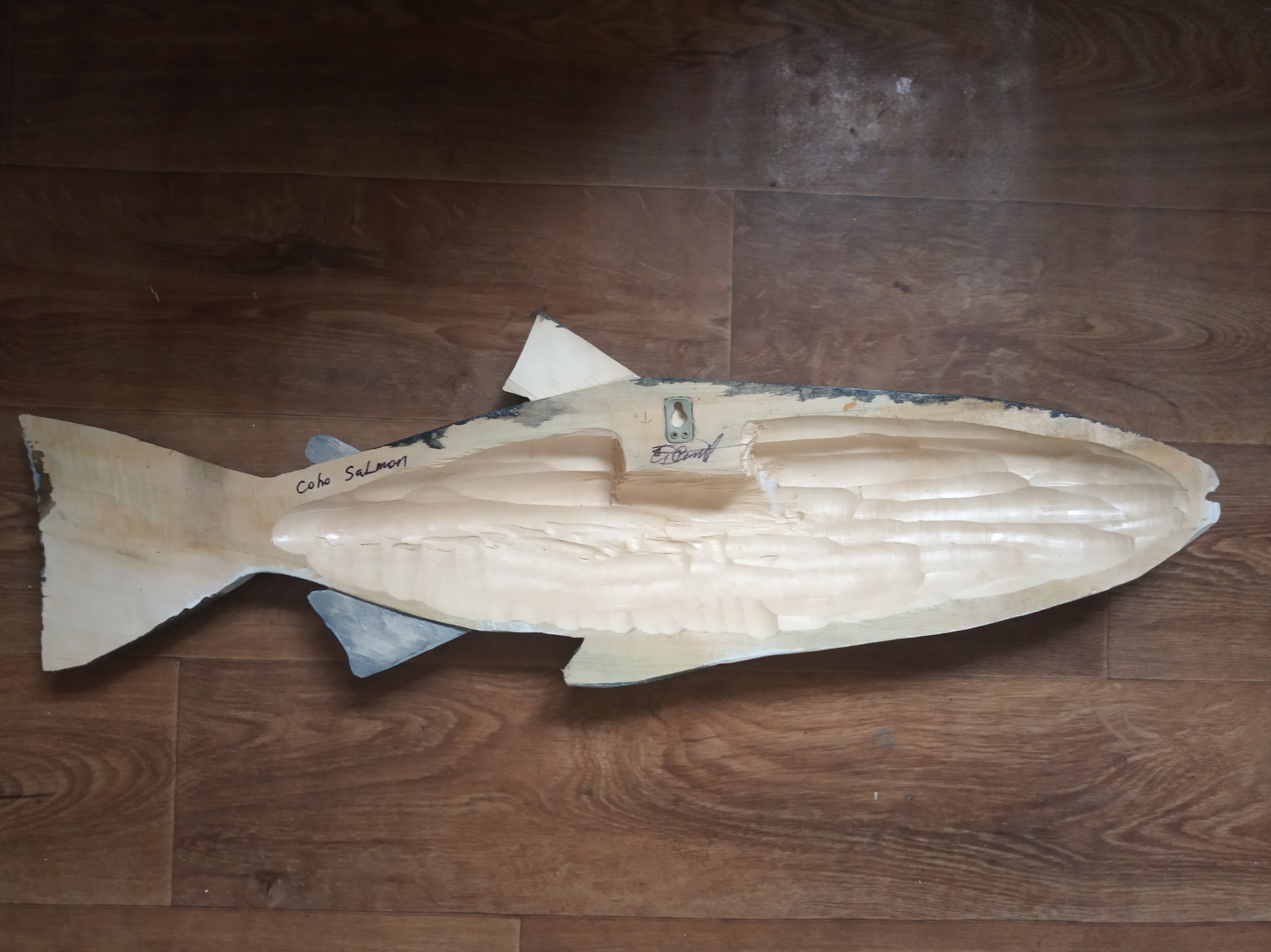 Silver Male Coho Salmon,oncorhynchus Kisutch,silver Salmon,26-30 Inches ...