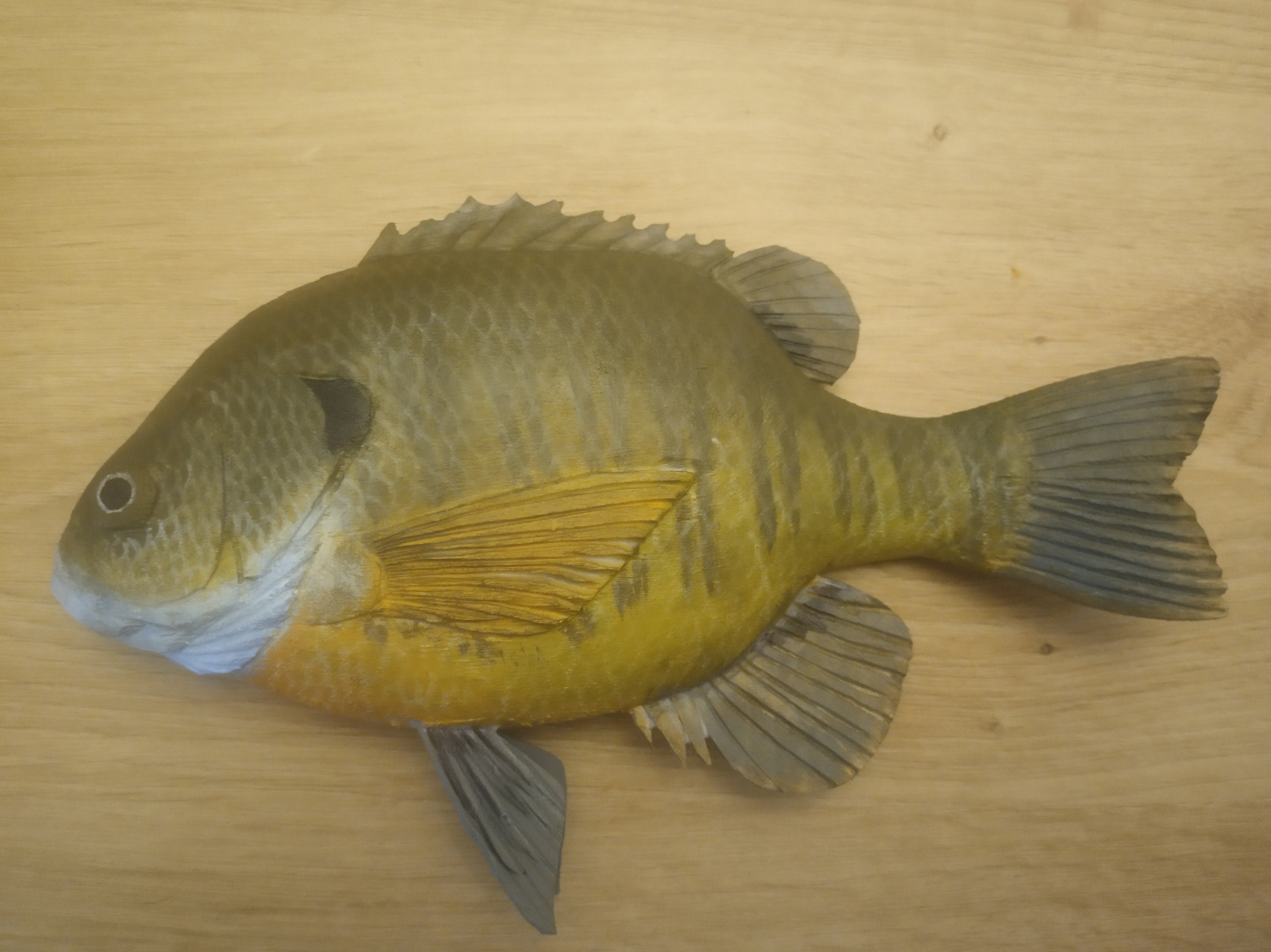 Female Bluegill Lepomis Macrochirus 11-15 Inches 3D Wall - Etsy