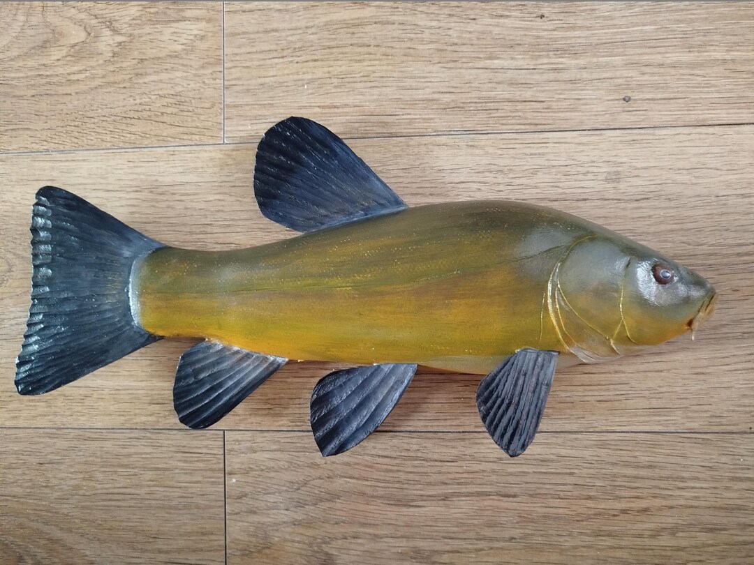 Tench, Tinca Tinca,16-20 Inches 3D Wall Wooden Fish,one Side Hand ...