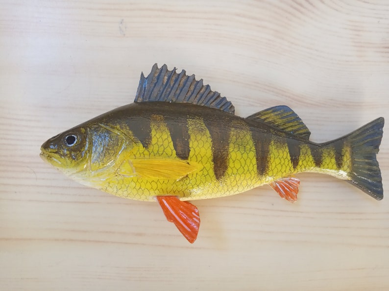 Yellow Perch, Perca Flavescens, American Perch, 5-10 Inches 3D Wall ...