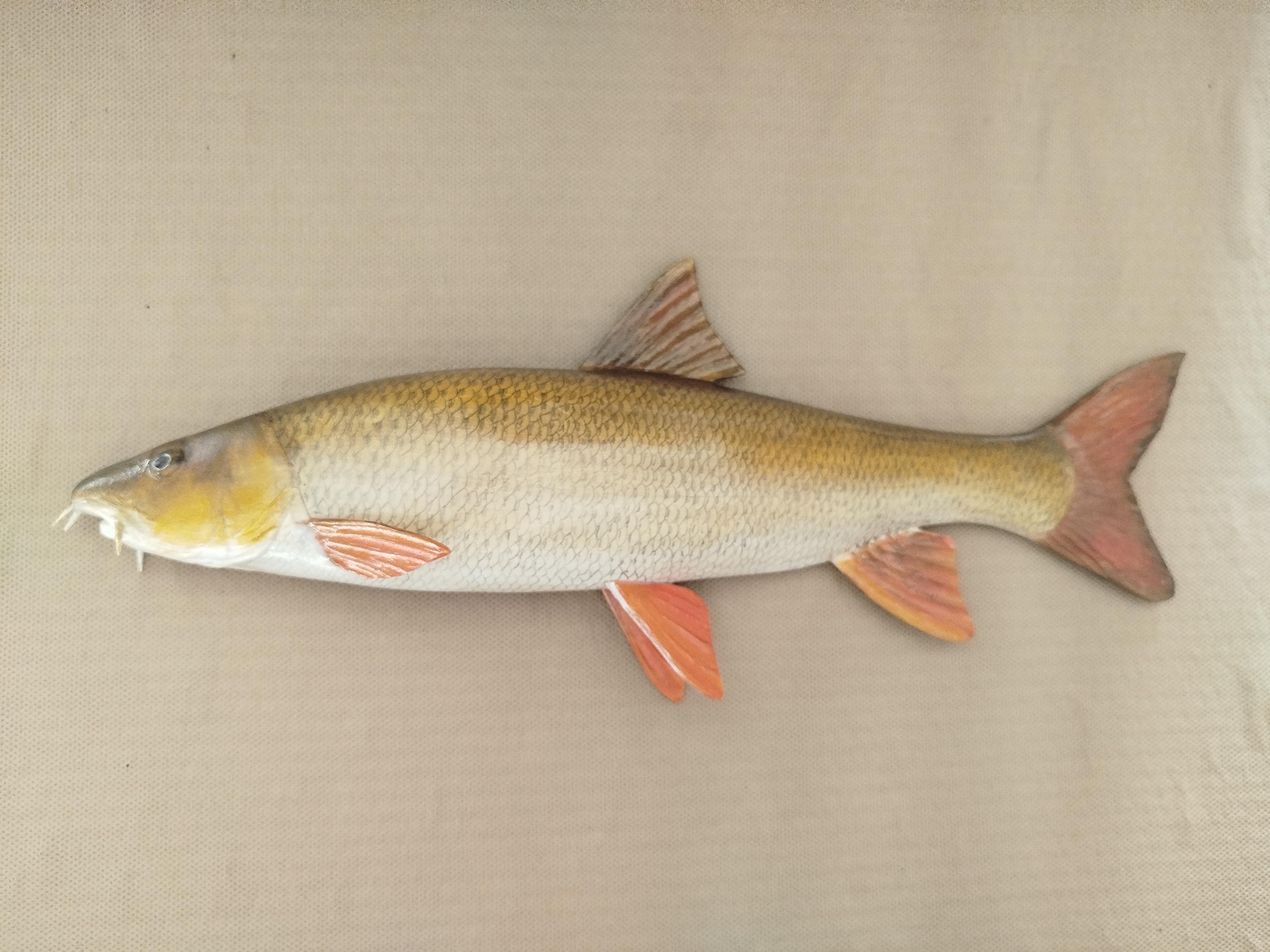 Barbel, Barbus Barbus, Common Barbel, 11-15 Inches 3D Wall Wooden Fish ...