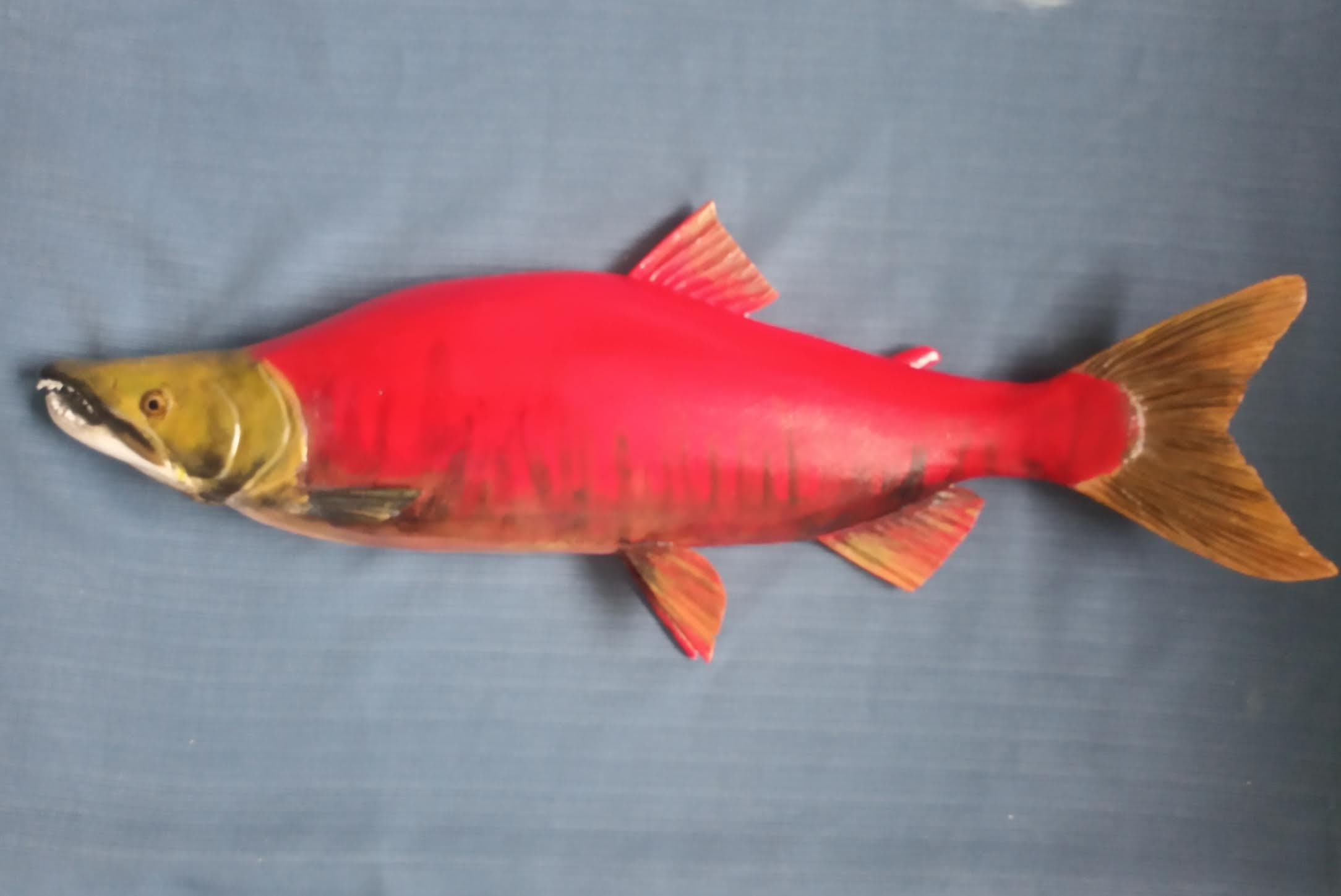 Spawning Male Sockeye Salmon, Oncorhynchus Nerka, Red Salmon, 16-20 ...