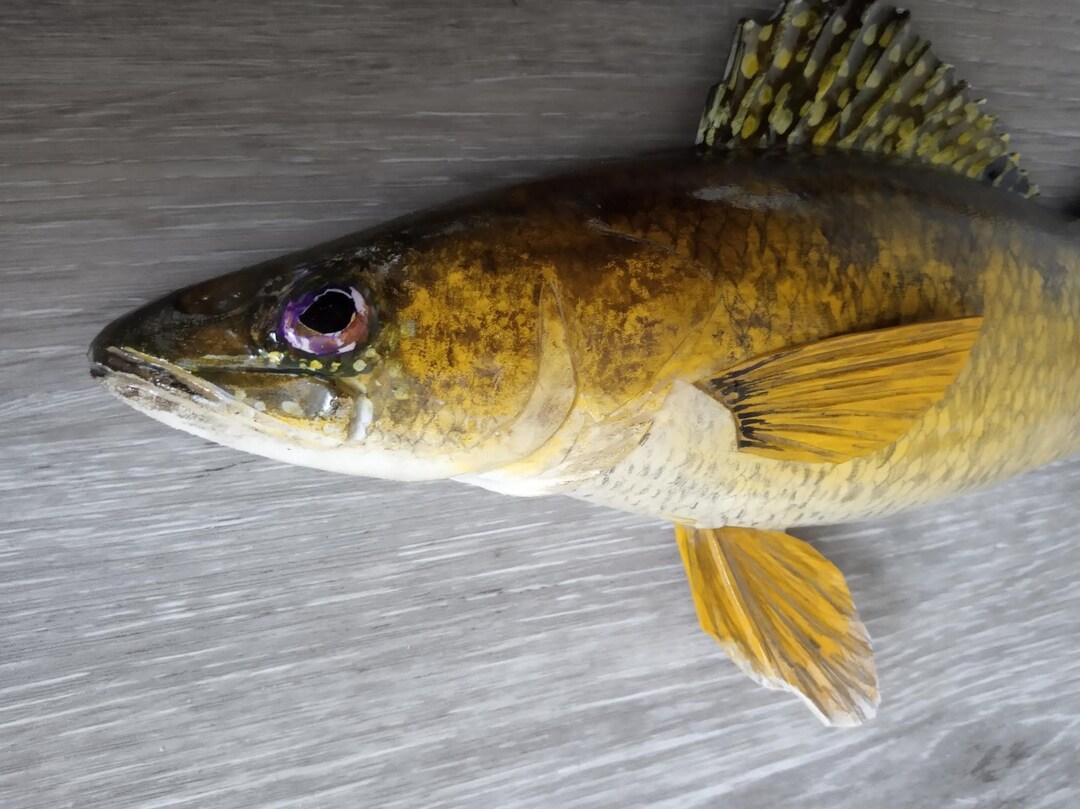 Walleye, Sander Vitreus, Yellow Walleye, 16-20 Inches 3D Wooden Fish ...