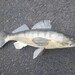 Golden Cod, Marblehead Cod, the Mascot of Marblehead, 11-15 Inches 3D ...