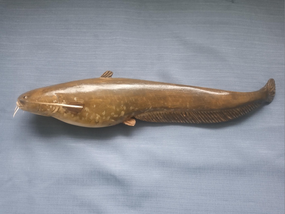 European Catfish, Silurus Glanis, Wels Catfish, Silure, 11-15 Inches 3D ...