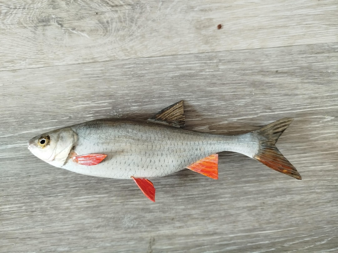 Common Nase, Chondrostoma Nasus, Sneep, 5-10 Inches 3D Wooden Fish ...
