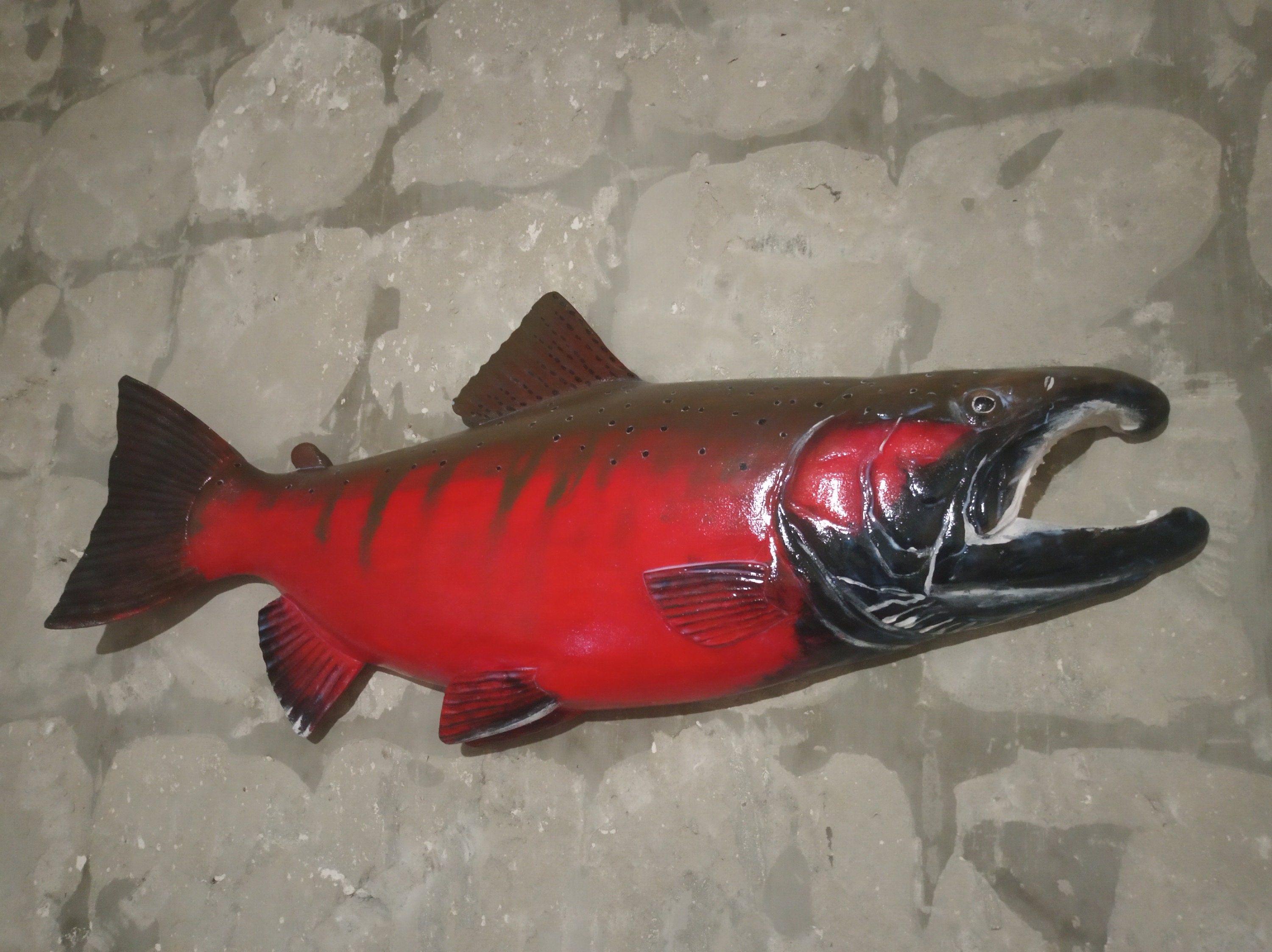 Spawning Male Coho Salmon,oncorhynchus Kisutch,silver Salmon,26-30 ...