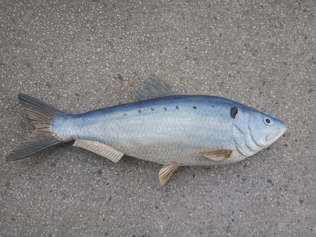 Alosa Alosa, Allis Shad, Grande Alosa, 11-15 Inches 3D Wooden Fish ...