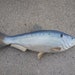 Alosa Alosa, Allis Shad, Grande Alosa, 11-15 Inches 3D Wooden Fish ...