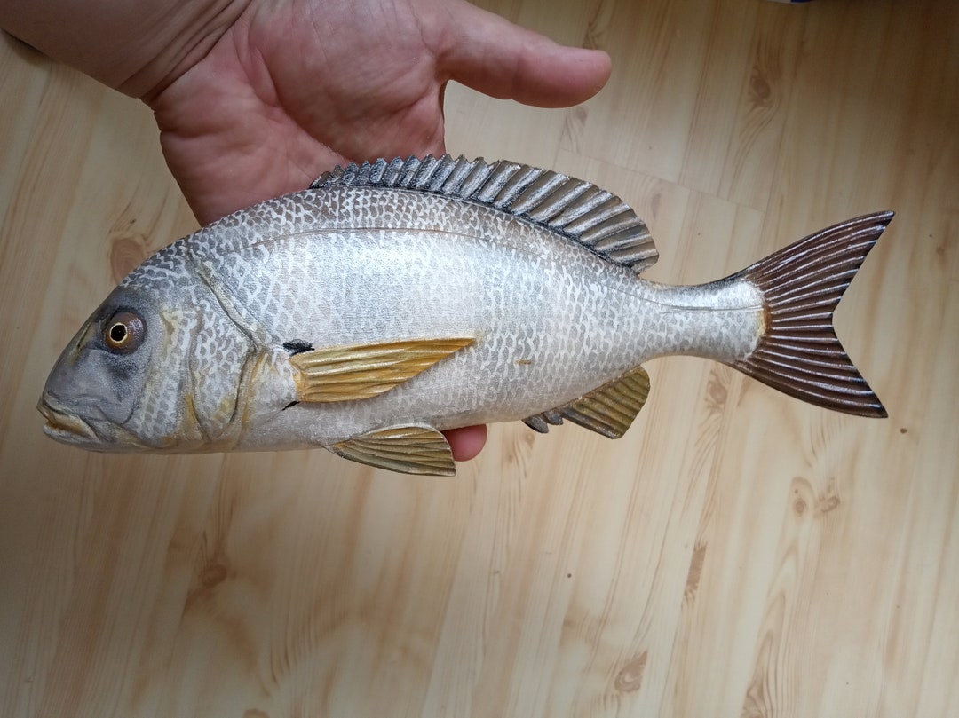 Common Dentex, Dentex Dentex, 11-15 Inches 3D Wall Wooden Fish, One ...