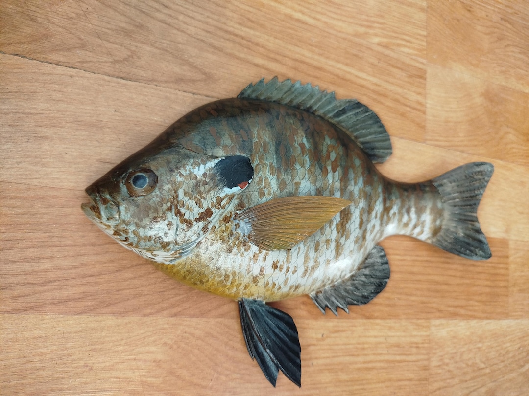 Female Bluegill, Lepomis Macrochirus, 11-15 Inches 3D Wall Wooden Fish ...