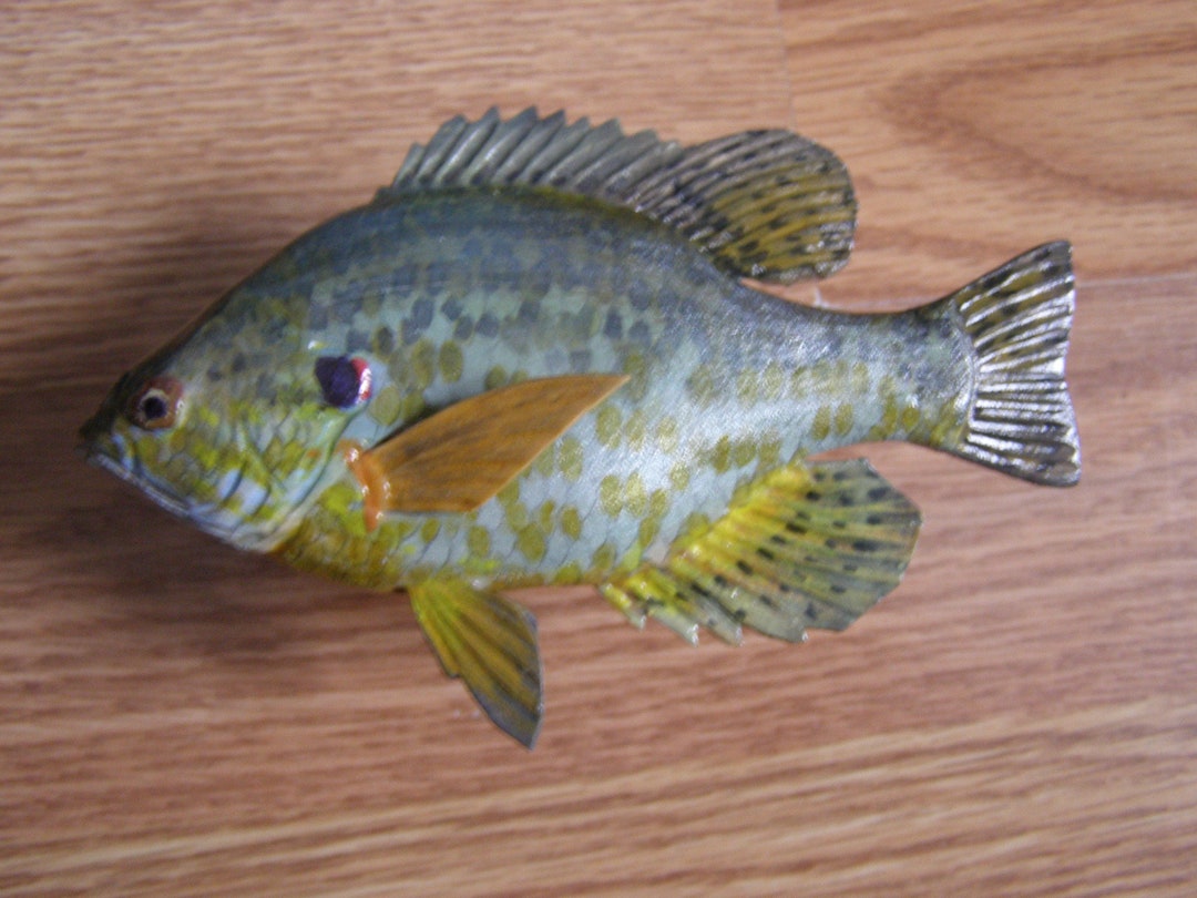 Pumpkinseed Sunfish, Lepomis Gibbosus, Pond Perch, Common Sunfish, 5-10 ...