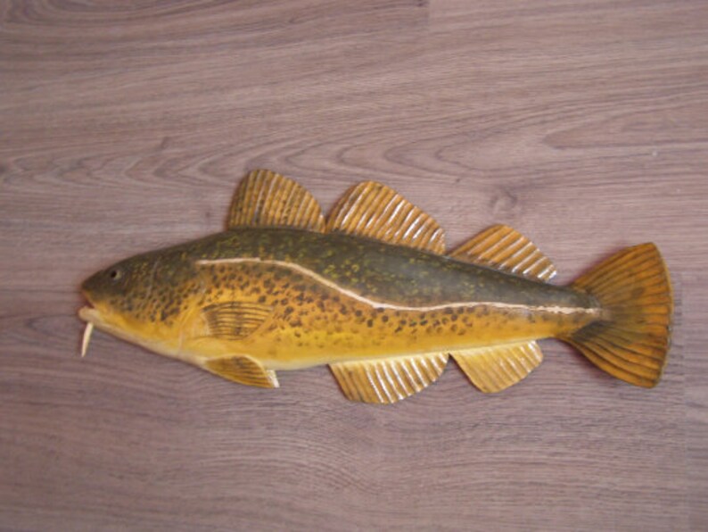 Atlantic Cod, Gadus Morhua, Cod, 11-15 Inch 3D Wall Wooden Fish, Carved ...