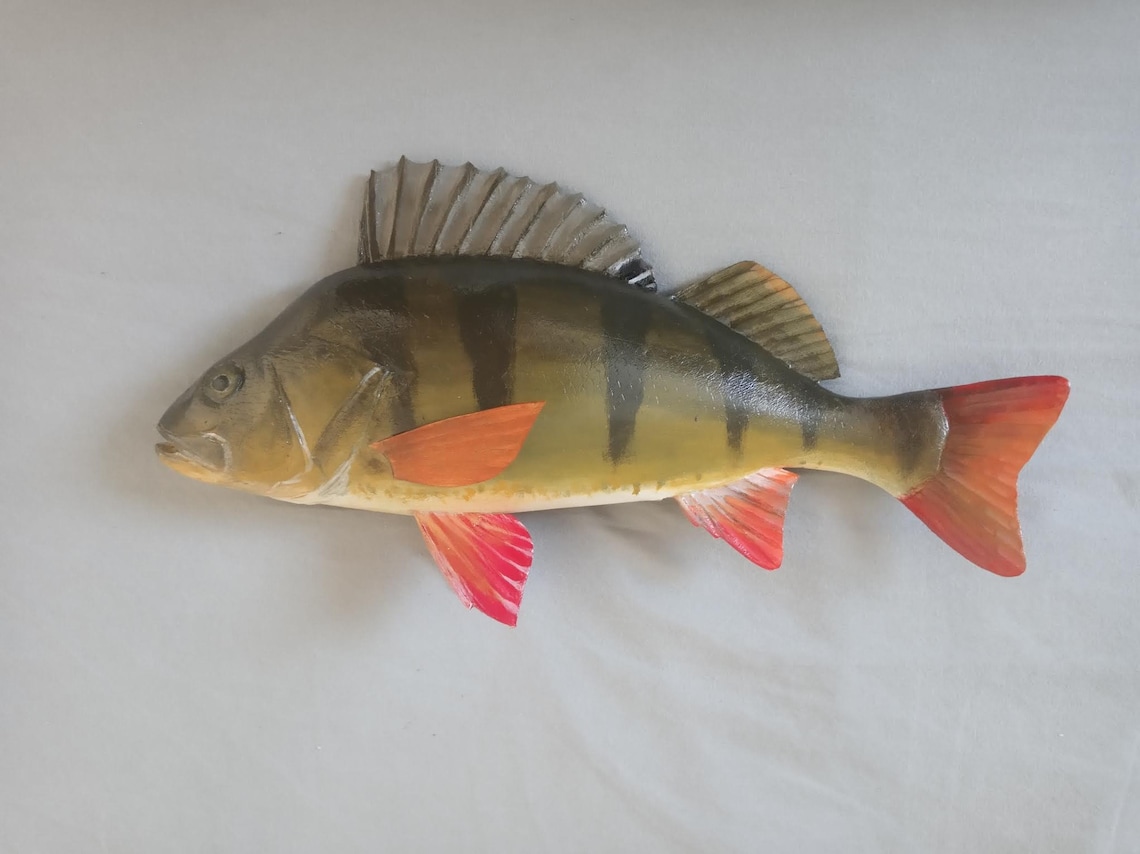 European Perch, Perca Fluviatilis, Common Perch, Redfin Perch,16-20 ...