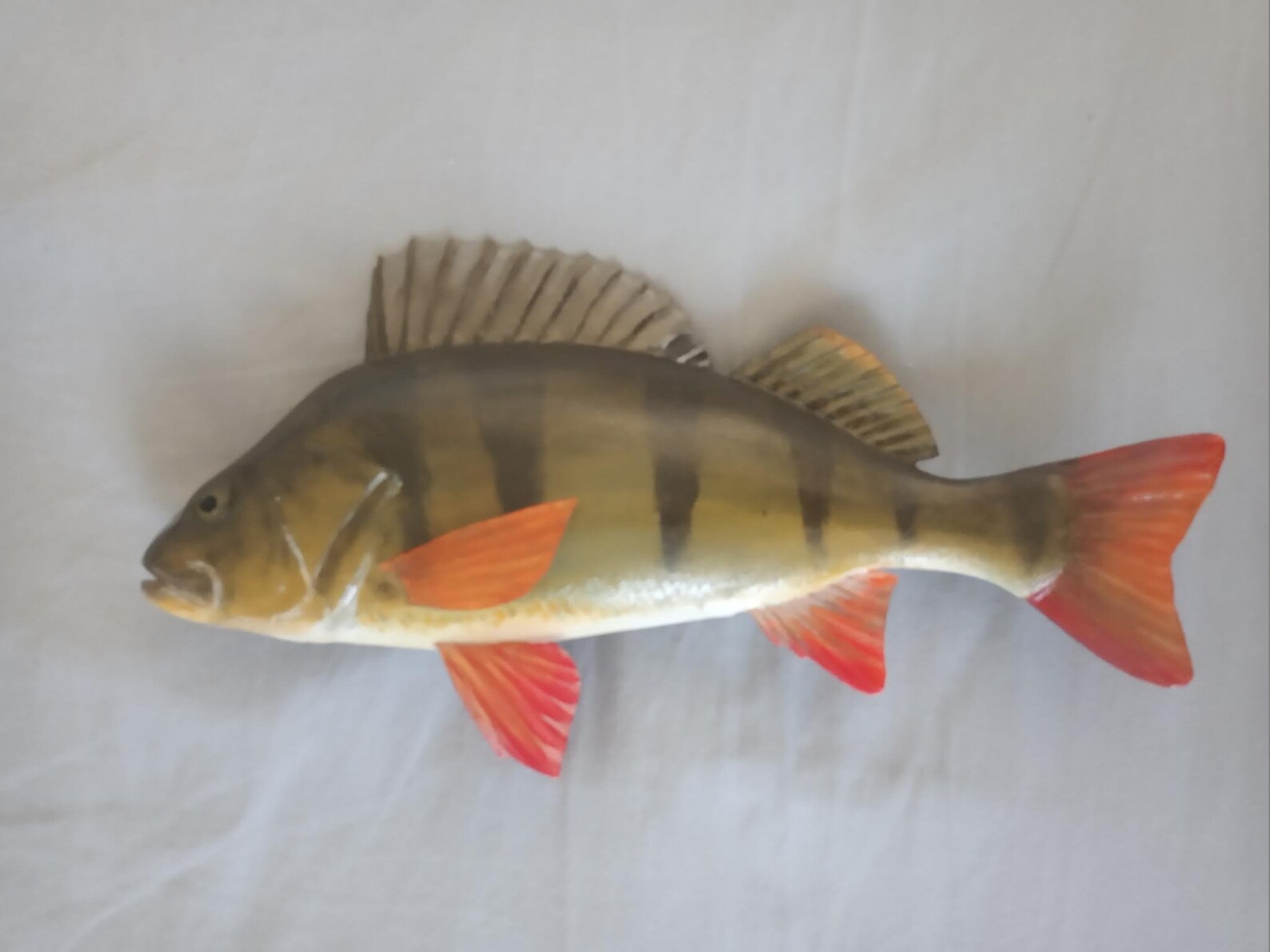 European Perch, Perca Fluviatilis, Common Perch, Redfin Perch,16-20 ...