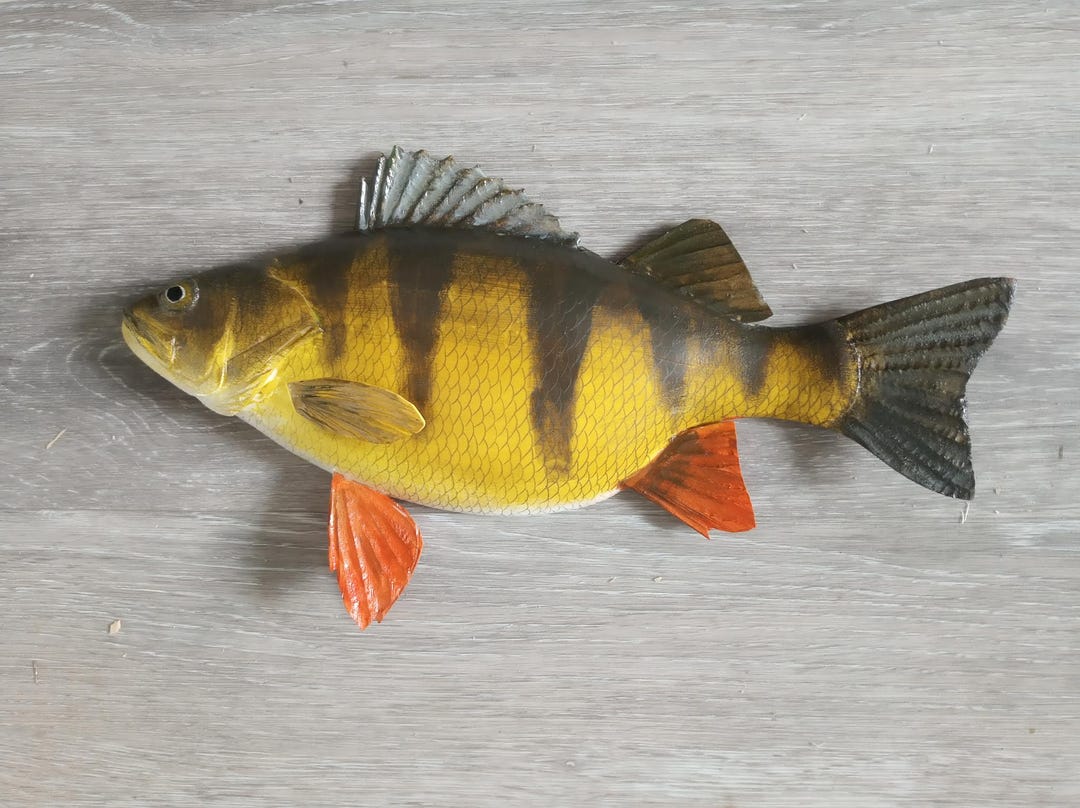 Yellow Perch, Perca Flavescens, American Perch, 11-15 Inches 3D Wall ...