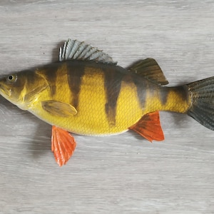 Yellow Perch, Perca Flavescens, American Perch, 11-15 Inches 3D Wall ...