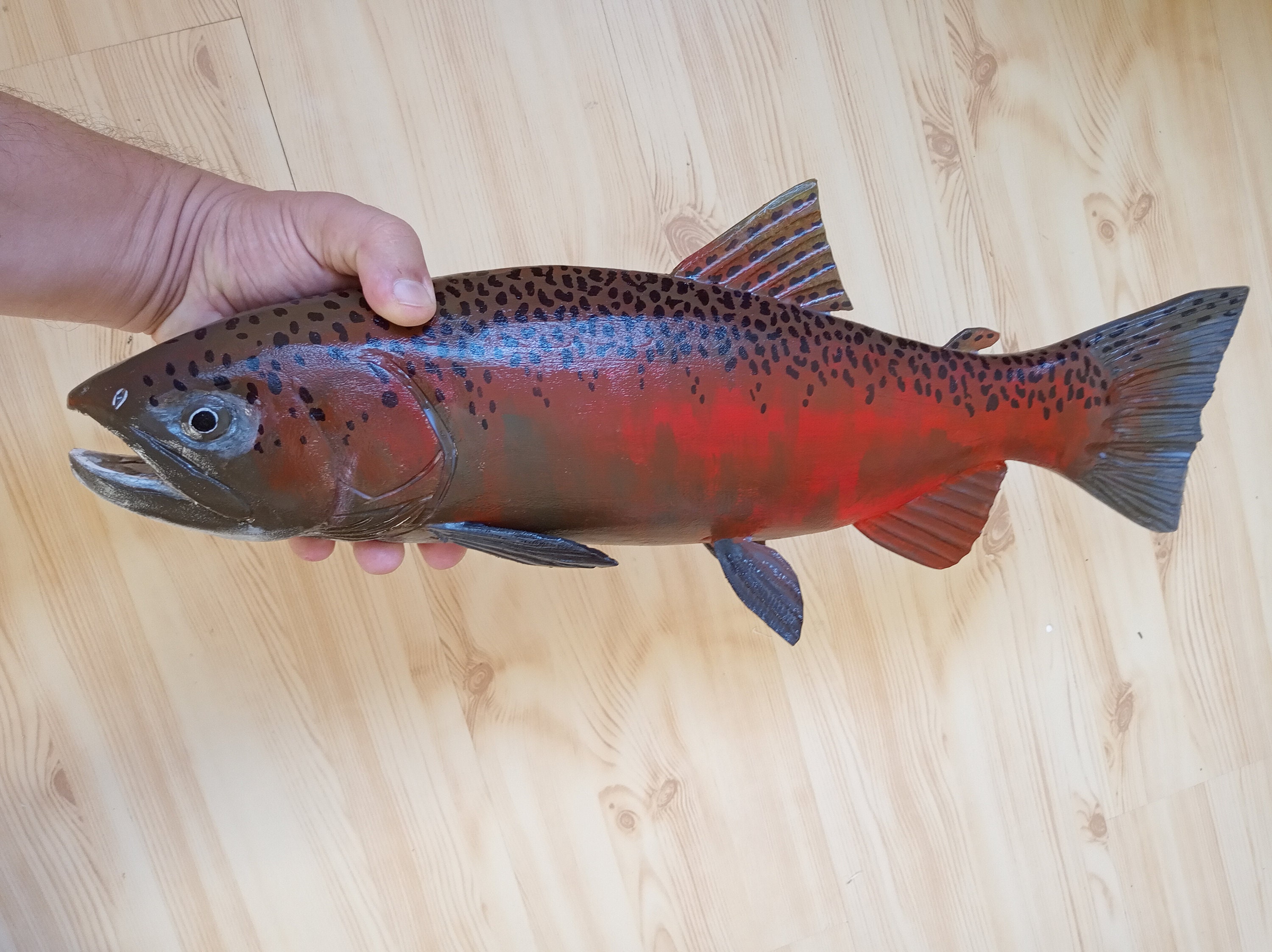 Spawning Female Coho Salmon, Oncorhynchus Kisutch,silver Salmon, 16-20 ...