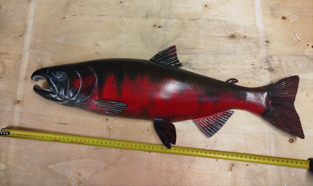 Spawning Male Coho Salmon, Oncorhynchus Kisutch, Silver Salmon, 21-25 ...