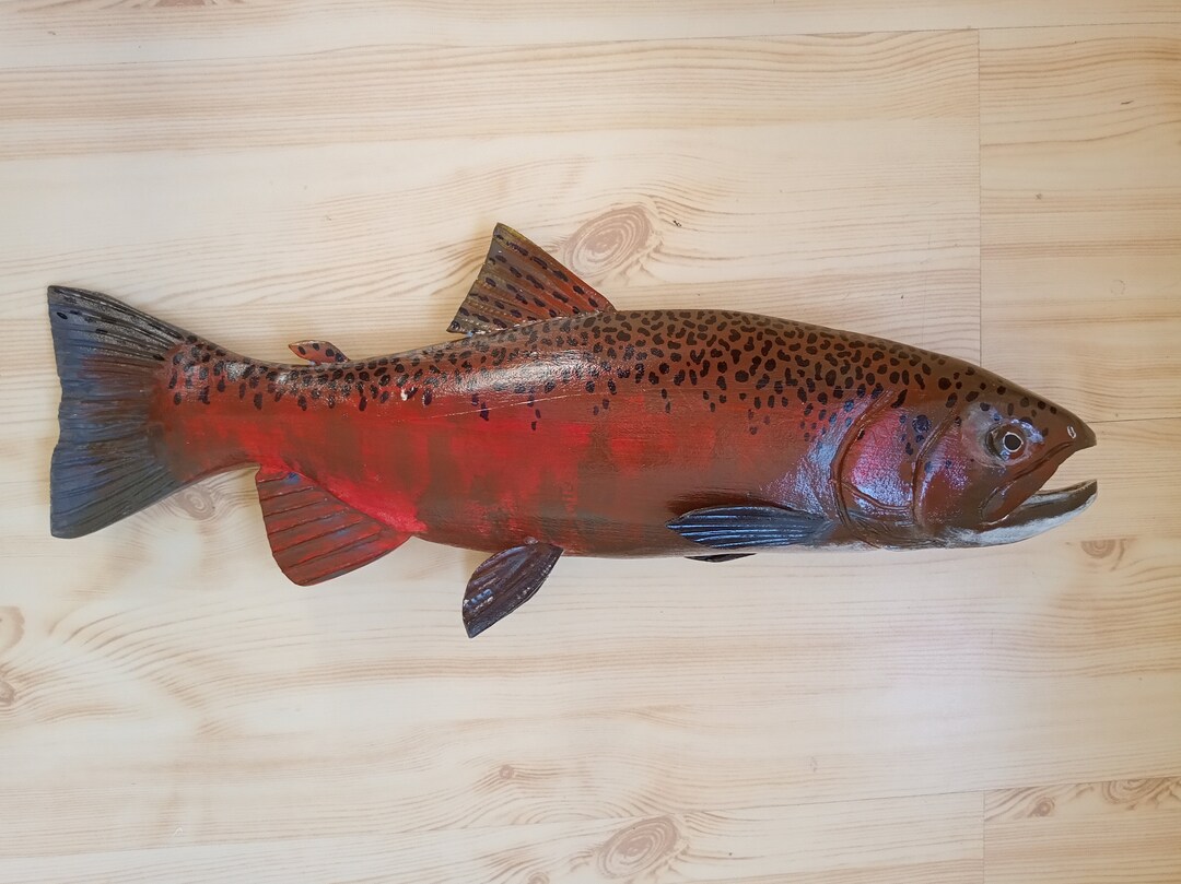 Spawning Female Coho Salmon, Oncorhynchus Kisutch,silver Salmon, 16-20 ...