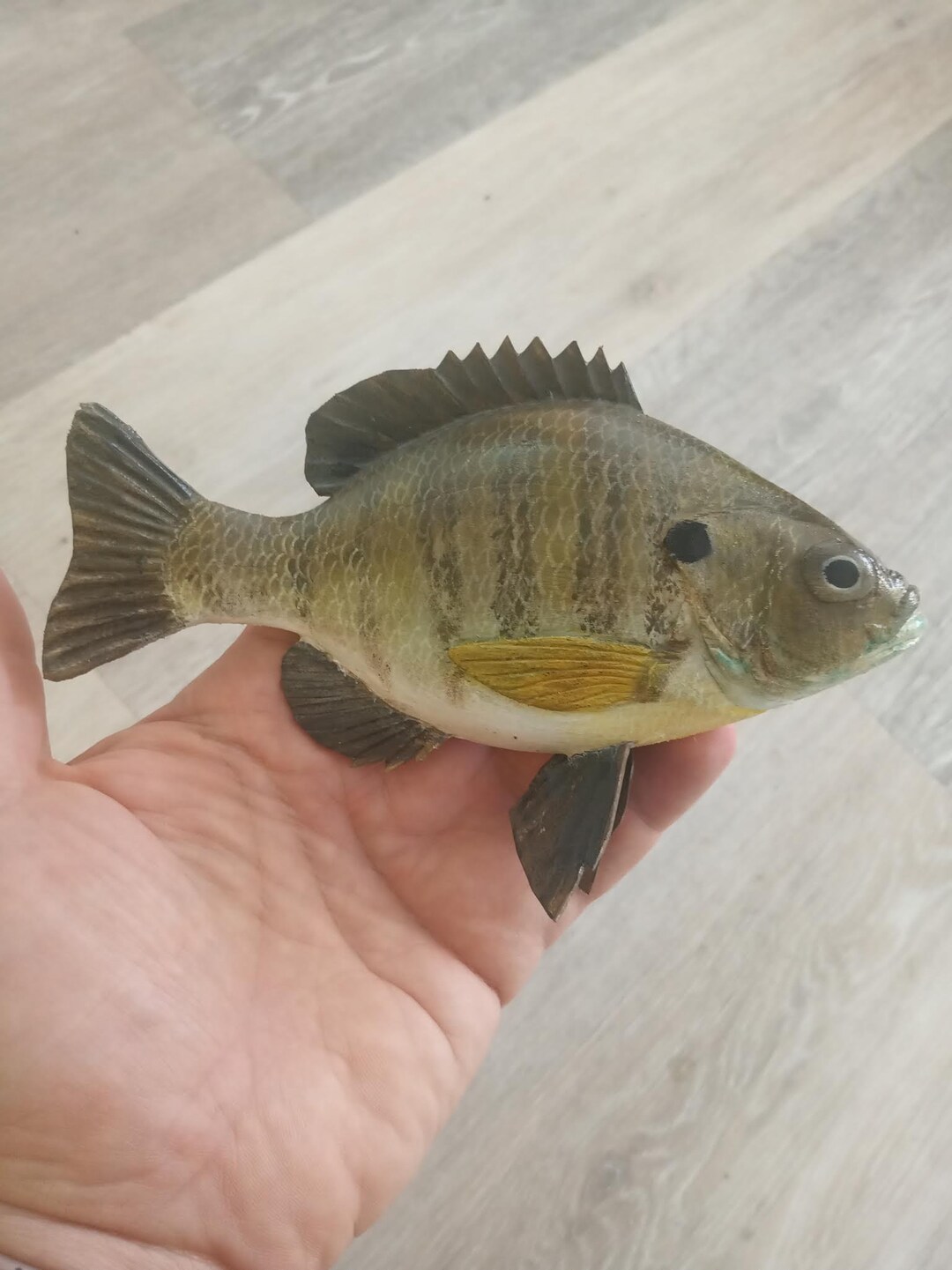 Female Bluegill, Lepomis Macrochirus, 5-10 Inches 3D Wall Wooden Fish ...