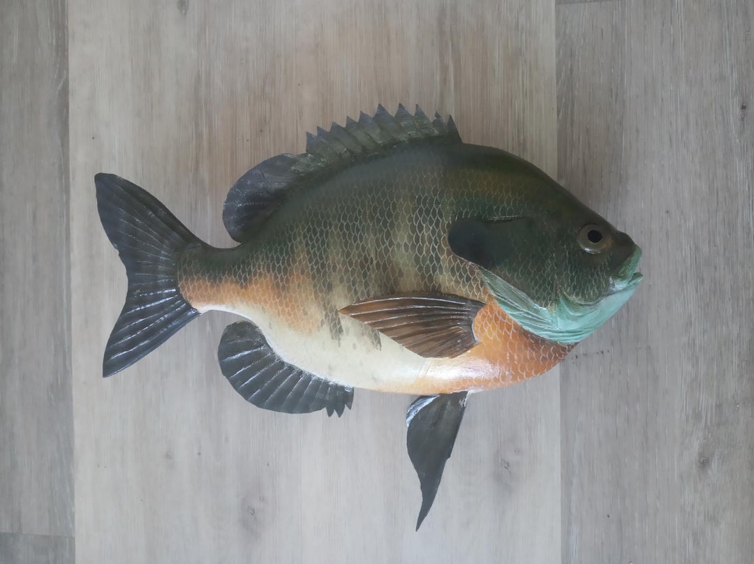 Male Bluegill, Lepomis Macrochirus, 11-15 Inches 3D Wooden Fish, Both ...