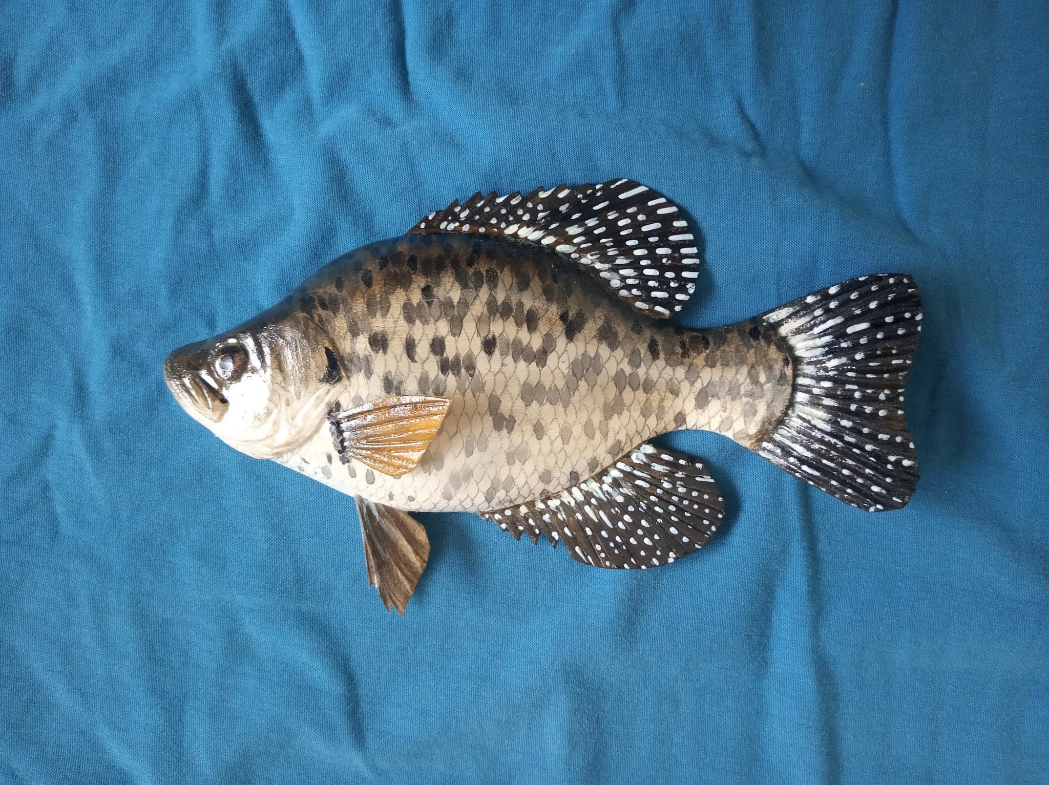 Black Crappie, Pomoxis Nigromaculatus, 5-10 Inches 3D Wall Wooden Fish ...