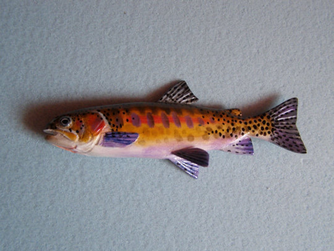Juvenile Lahontan Cutthroat Trout, Oncorhynchus Clarkii Henshawi, 5-10 ...
