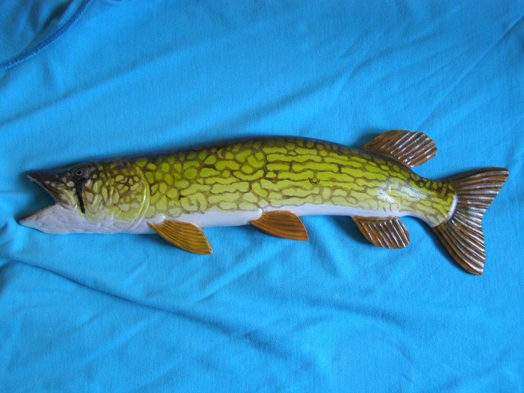 Black Pike, Esox Niger, Chain Pickerel, Eastern Pickerel, 16-20 Inches ...