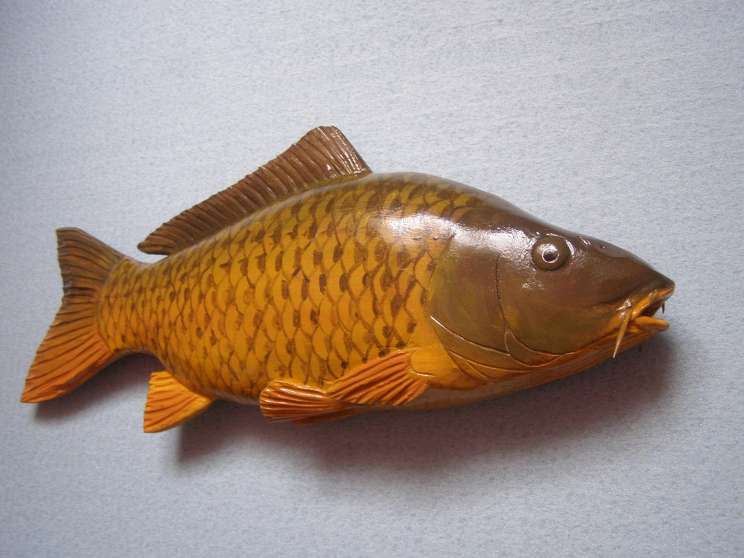 Scaled Carp, Common Carp, Cyprinus Carpio, 16-20 Inches 3D Wooden Fish ...