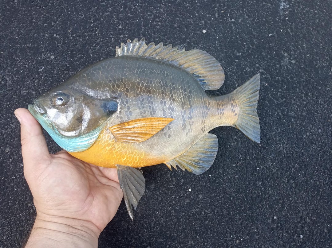 Female Bluegill, Lepomis Macrochirus, 11-15 Inches 3D Wooden Fish, Both ...