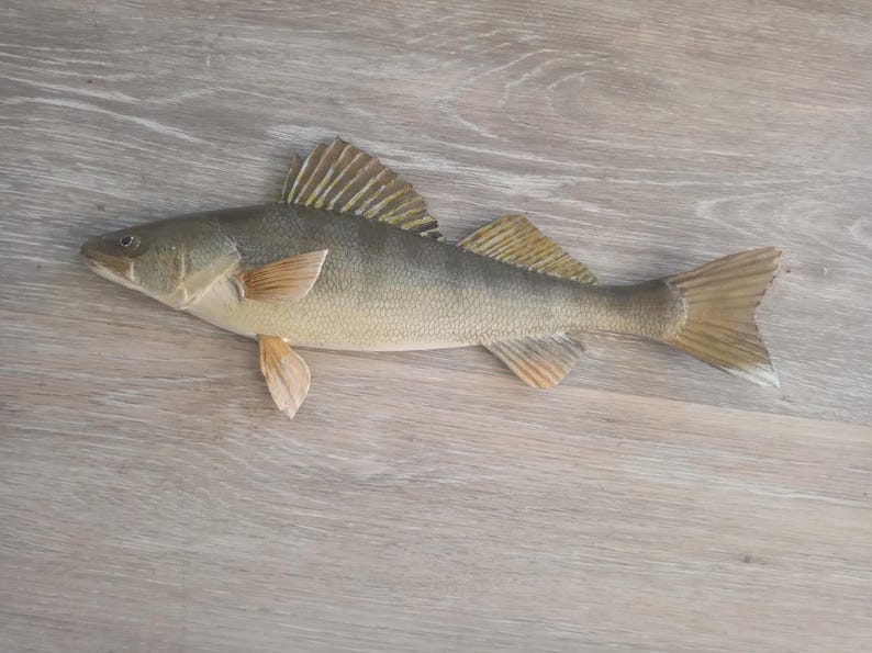 Walleye, Sander Vitreus, Yellow Walleye, 5-10 Inches 3D Wall Wooden ...
