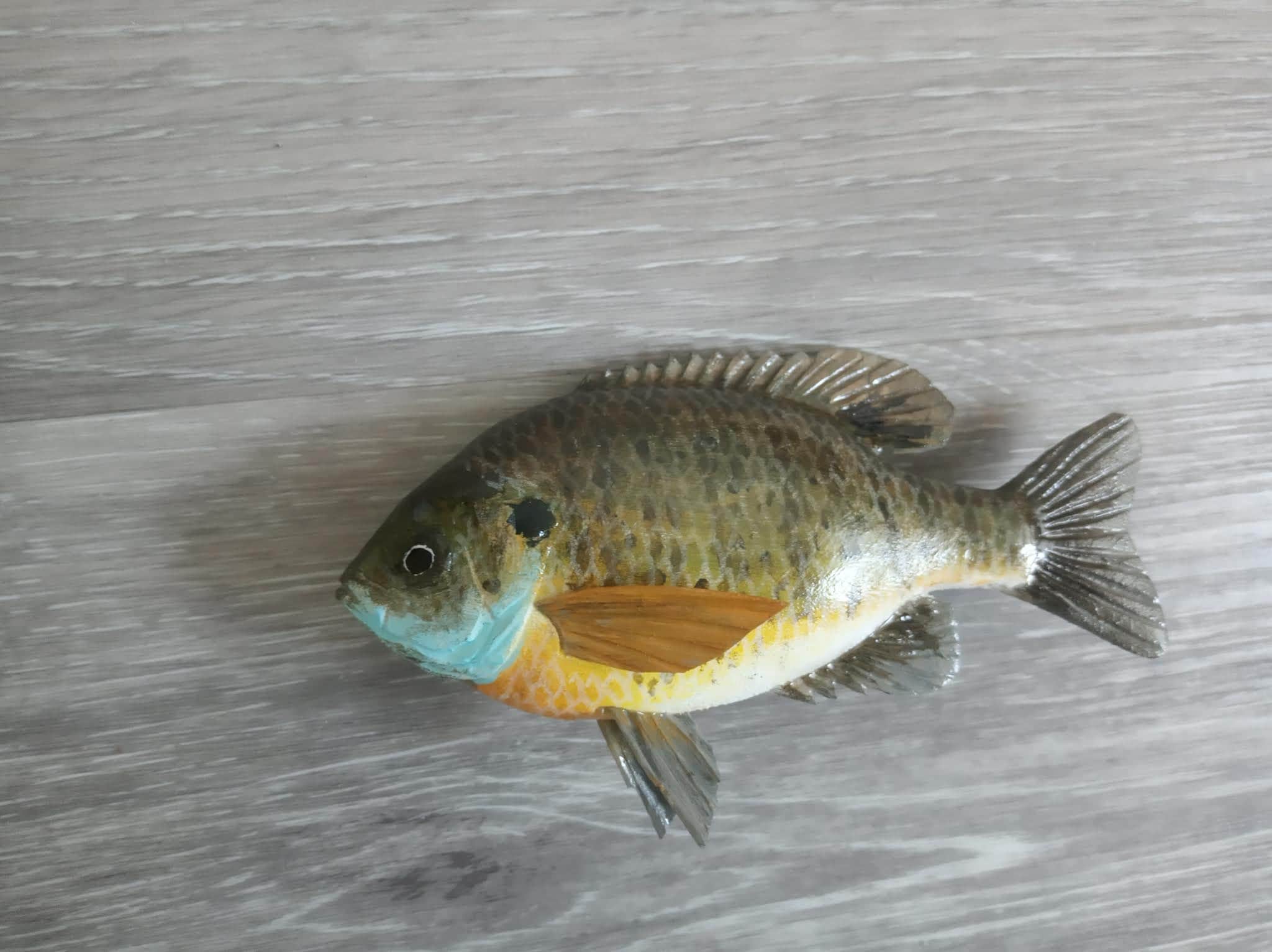 Female Bluegill, Lepomis Macrochirus, 5-10 Inches 3D Wall Wooden Fish ...