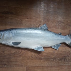 Silver Male Coho Salmon,oncorhynchus Kisutch,silver Salmon, 31-35 ...
